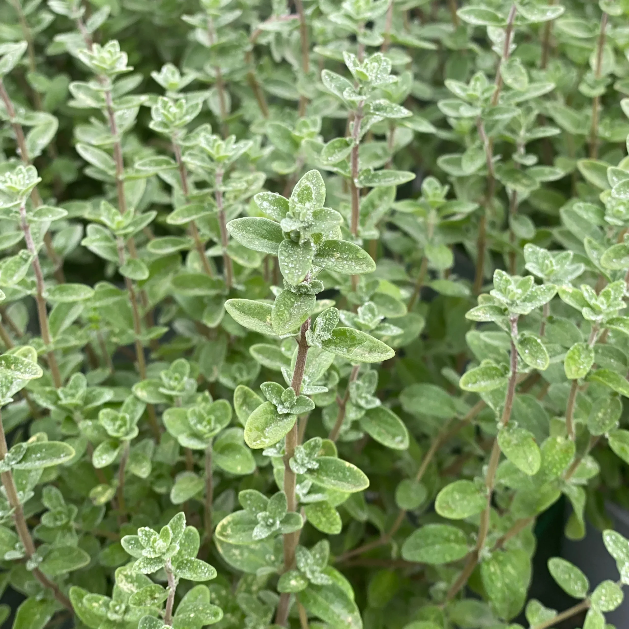 Origano - D Elia Piante Leverano